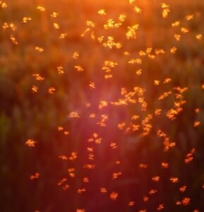 Insect & Fly Repellent Balm - thebeefairy.co.uk